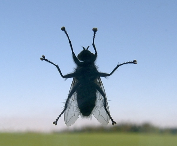 A MUST READ Story... - Dana Cavalea